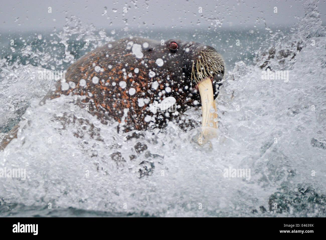 Walrus (Odobenbus rosmarus) splashing through surf. Svalbard, Norway ...