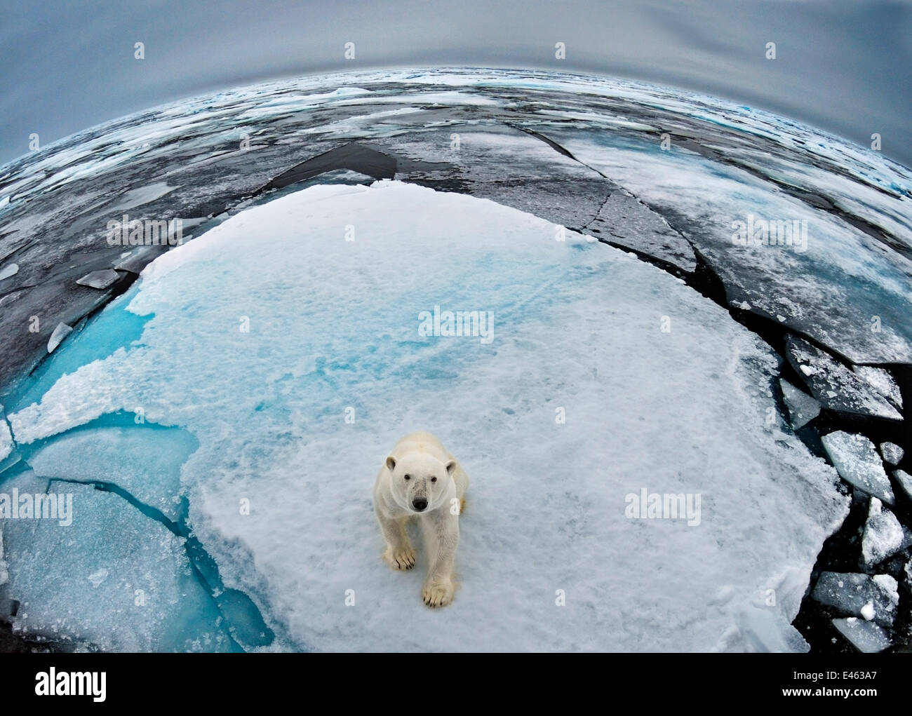Northern Sea Bear High Resolution Stock Photography and Images - Alamy