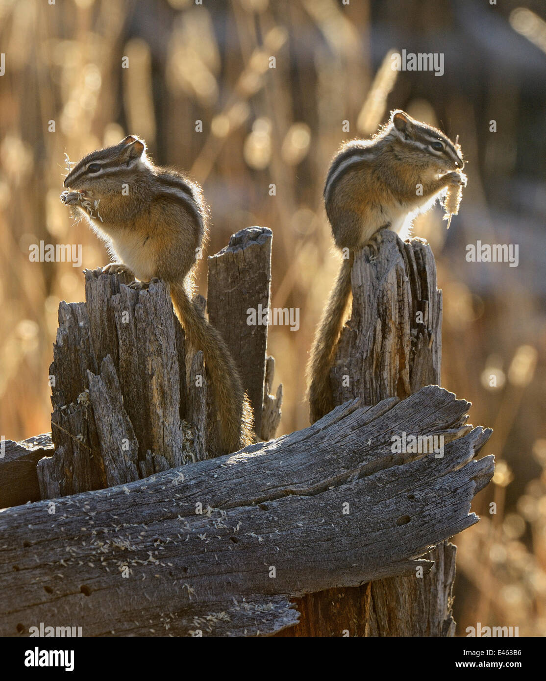 Two Least Chipmunks (Tamias minimus) sitting on tree stump feeding ...