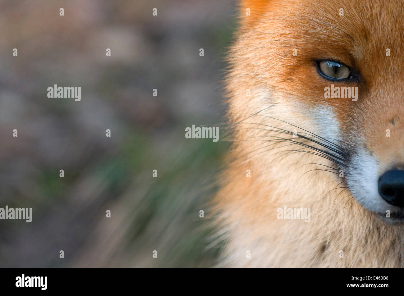 Red Fox Animal Face
