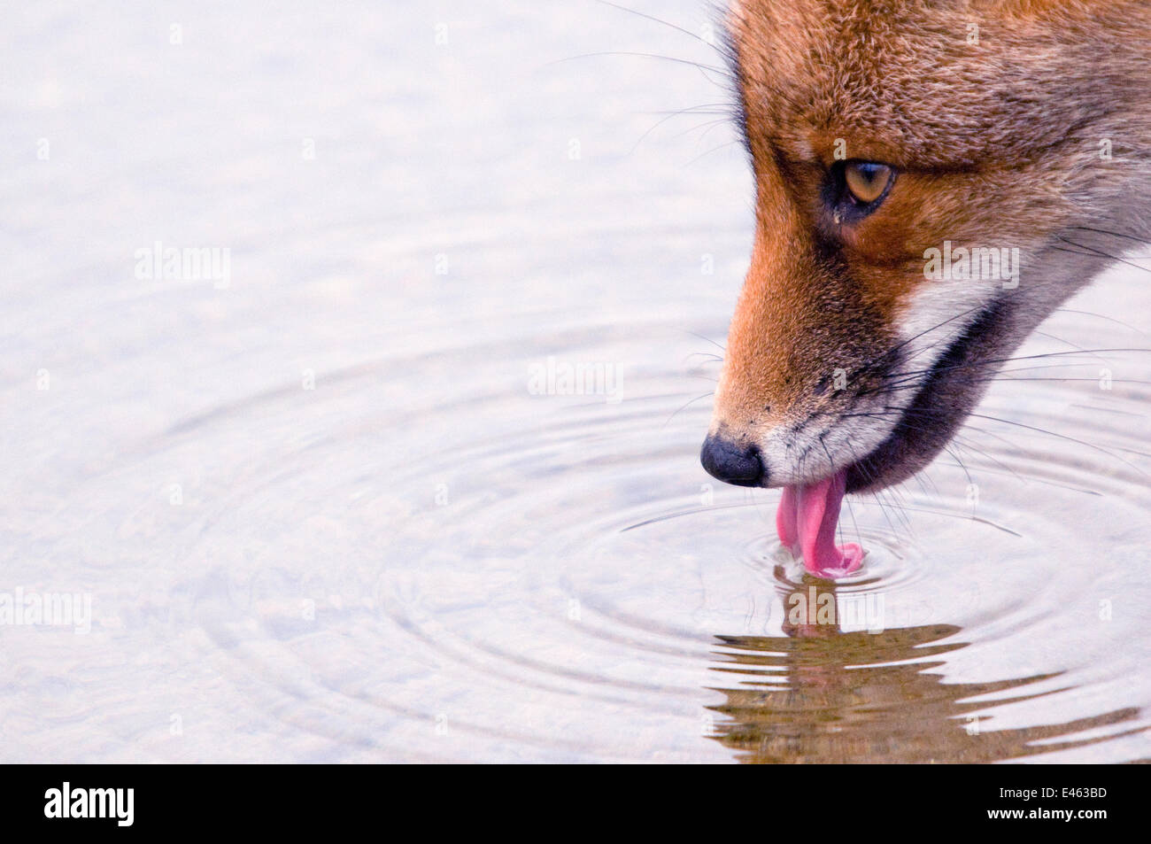 Red fox (Vulpes vulpes) drinking, The Netherlands, March Stock Photo ...