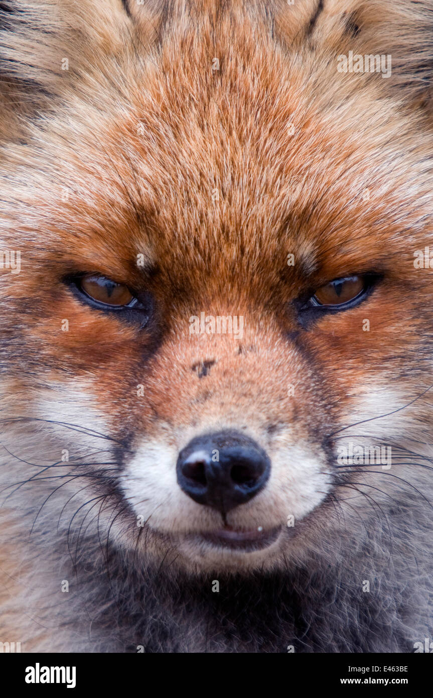Red Fox's Instagram, Twitter & Facebook on IDCrawl