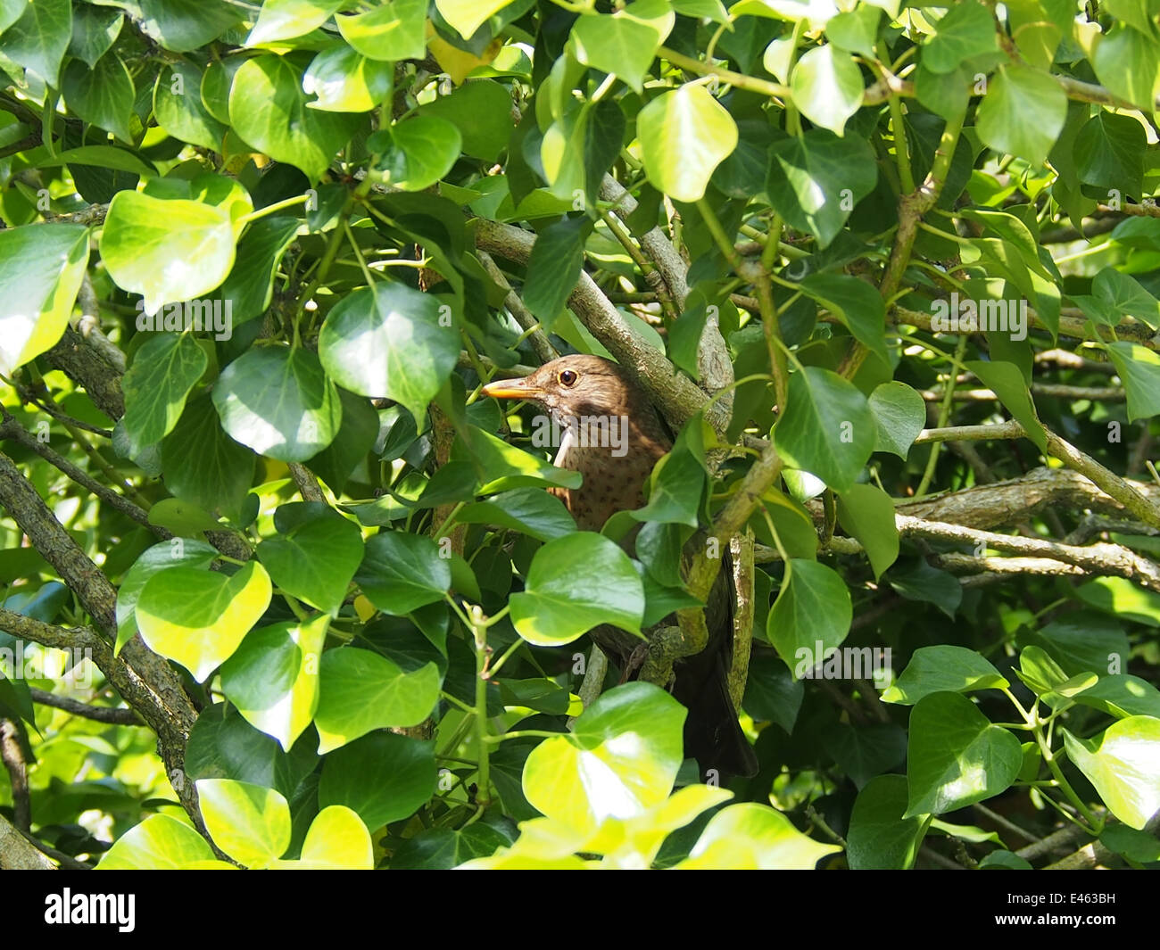 Mistle thrush in nest hi-res stock photography and images - Alamy