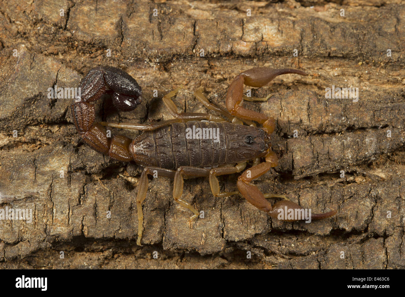 fat tailed scorpion, Hottentotta sp., Common, Wilderness, Goa Stock ...