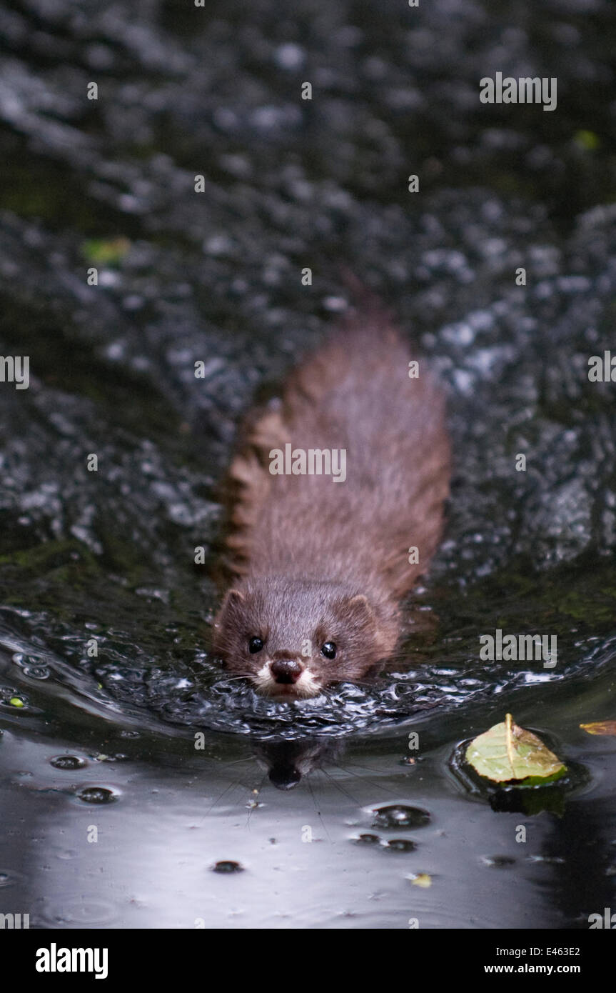 European mink (Mustela lutreola) swimming, captive, Germany, Critically ... European mink (Mustela lutreola) swimming, captive, Germany, Critically ...
