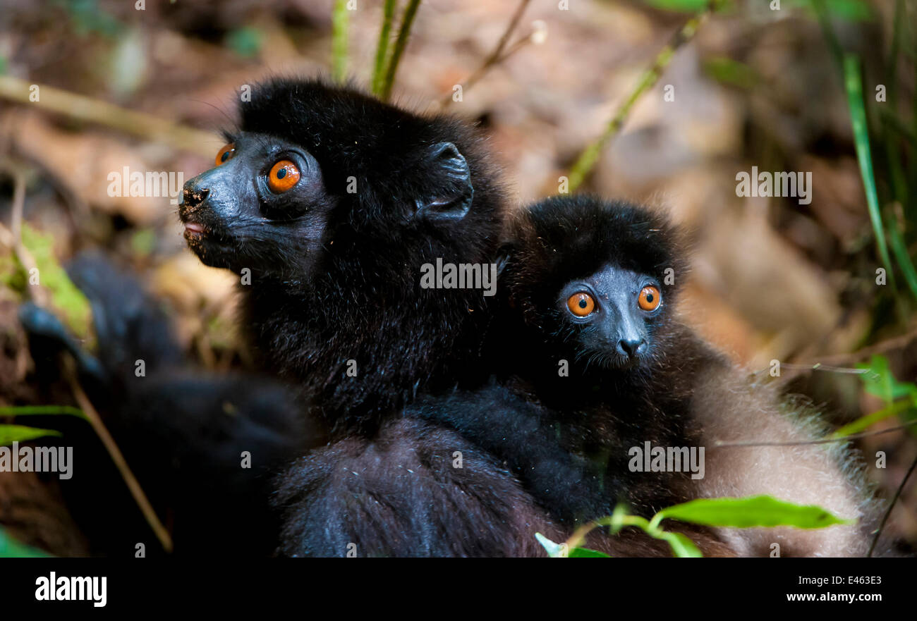 Milne edwards sifaka propithecus edwardsi hi-res stock photography and ...