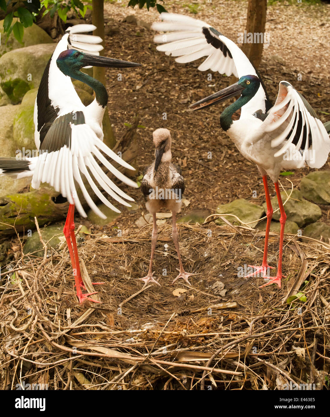 Black-necked stork / Jabiru (Ephippiorhynchus asiaticus) pair ...