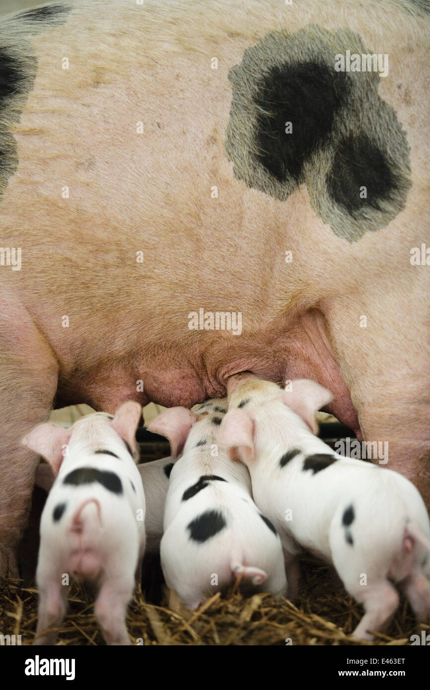 Piglets Sus Scrofa Domestica High Resolution Stock Photography and ...