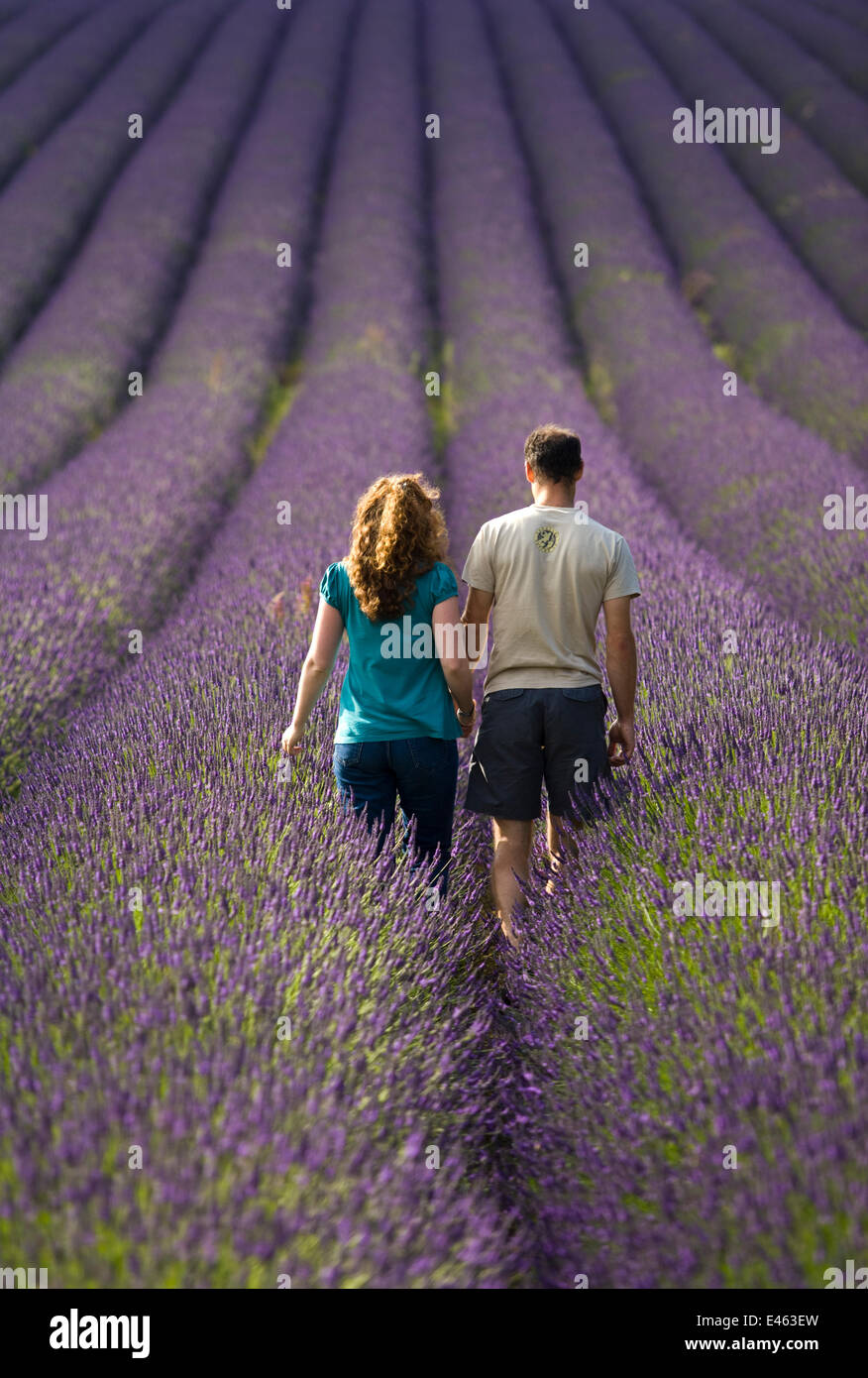 Couple walking through Lavender field, rear view, Snowshill Lavender ...