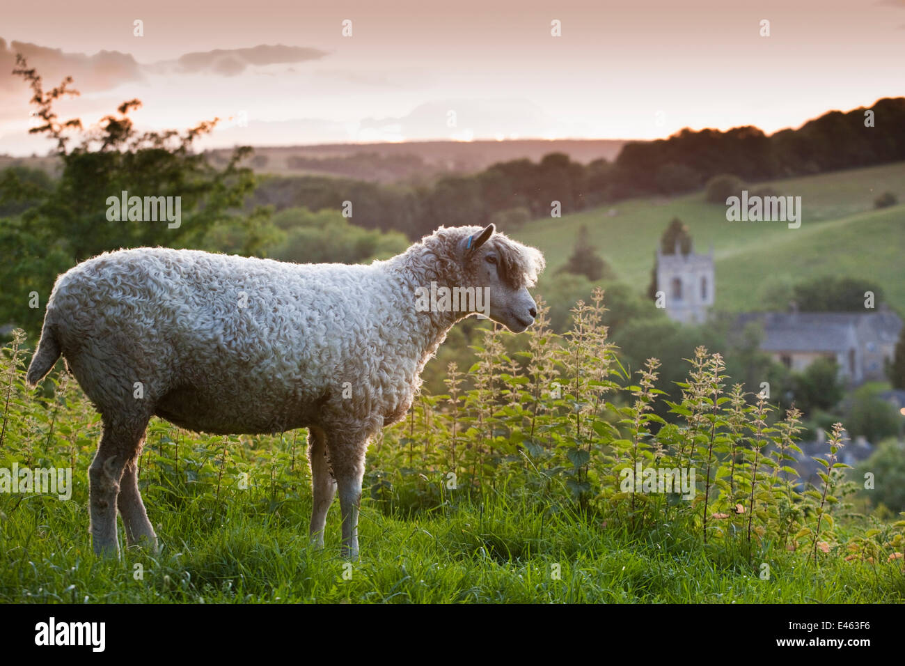 English breed of sheep hi-res stock photography and images - Alamy
