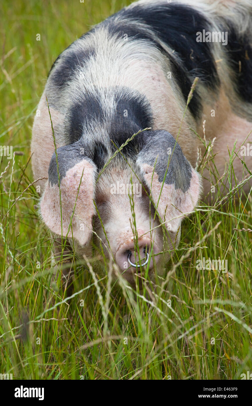 Pig with nose ring hi-res stock photography and images - Alamy