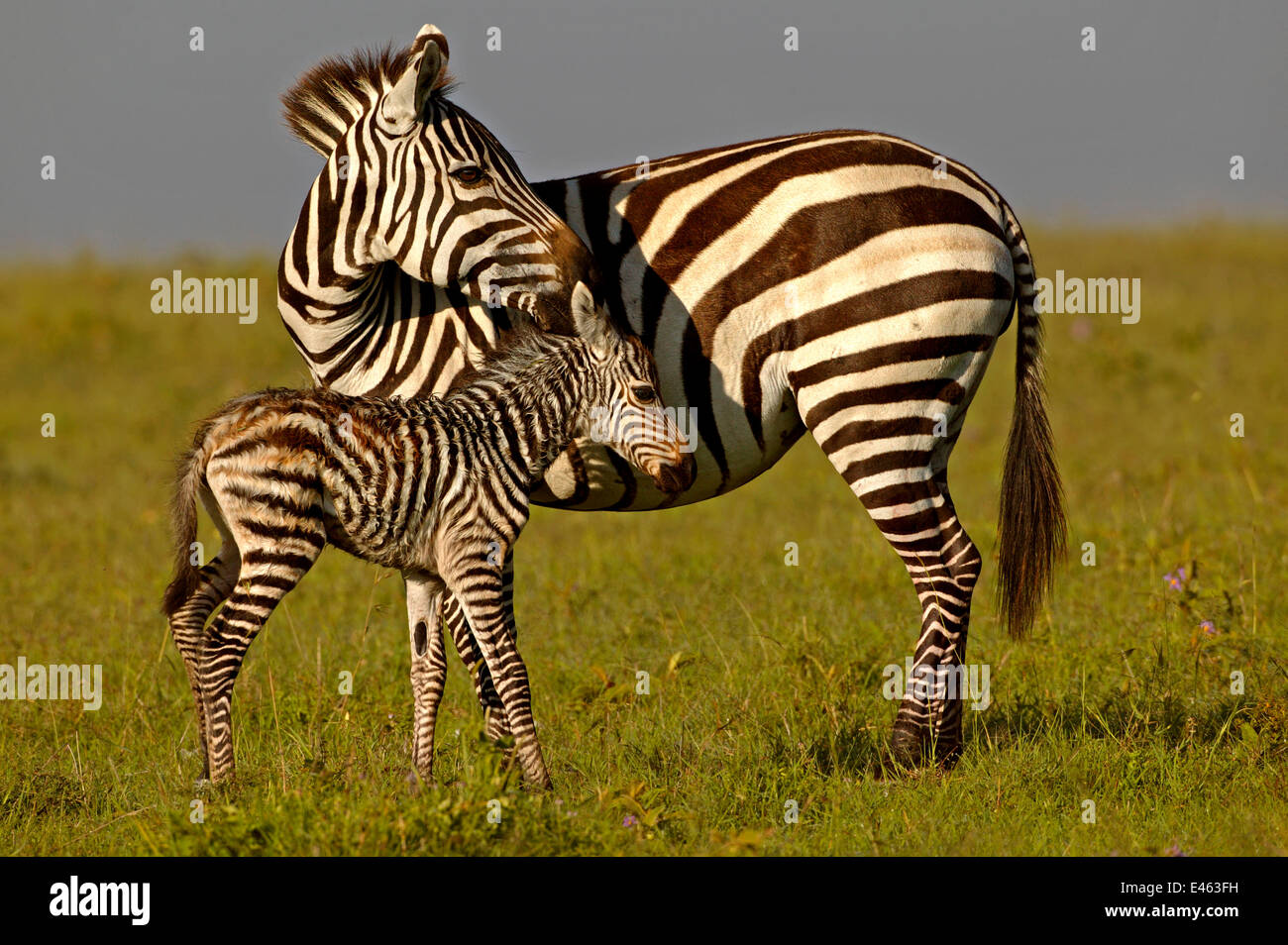 New born zebra foal hi-res stock photography and images - Alamy