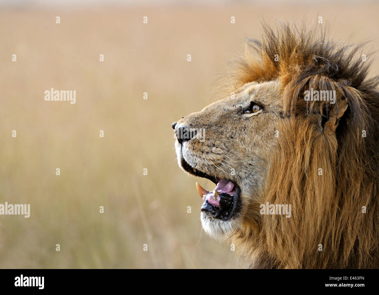 Lion head side profile hi-res stock photography and images - Alamy
