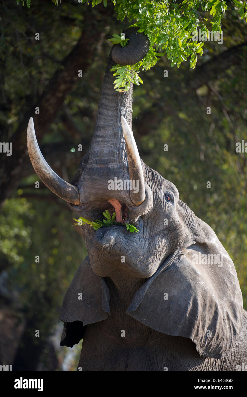 Adult bull African Elephant (Loxononta africana) reaching up to feed on ...