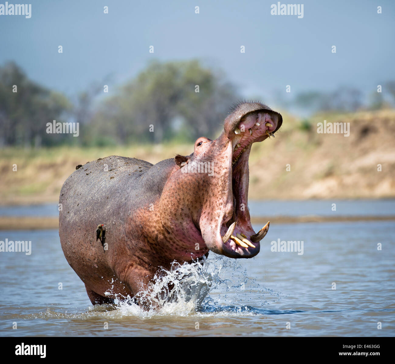 Adult male Hippopotamus (Hippopotamus amphibius) posturing in agressive ...