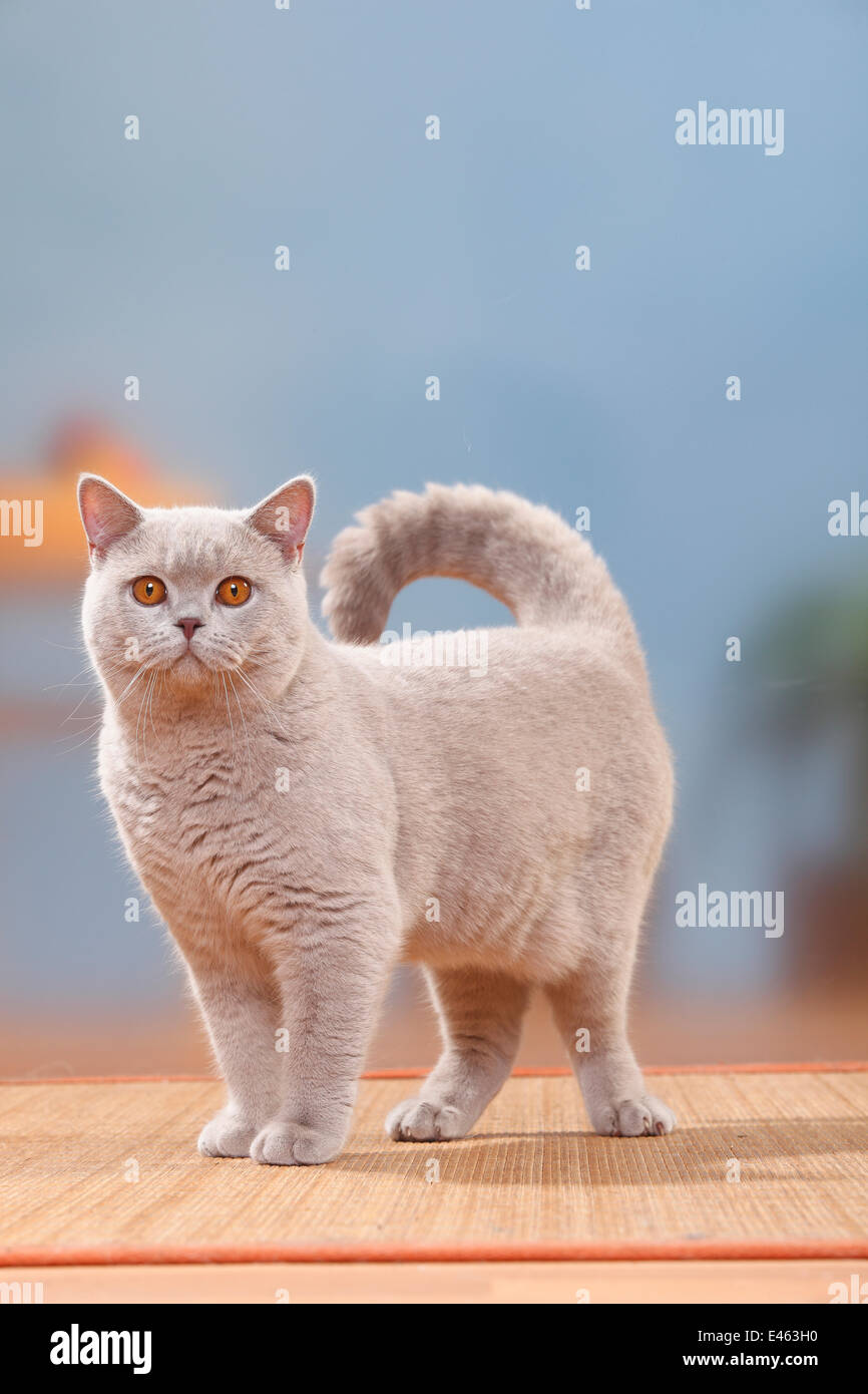 Cat profile side view standing hi-res stock photography and images - Alamy