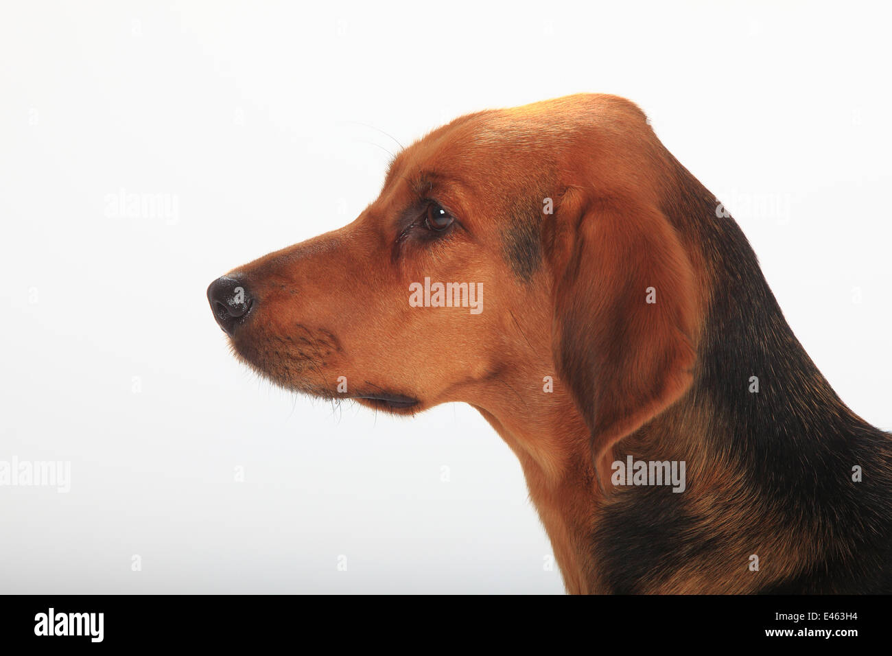 Ogar Polski / Polish Hound, short haired bitch, head profile Stock ...