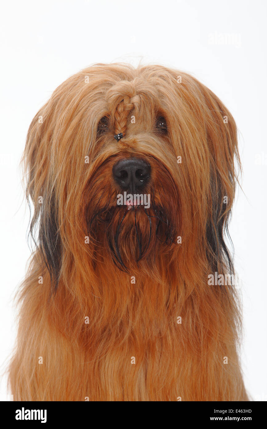 Briard / Berger de Brie, head portrait with plaited hair between eyes ...