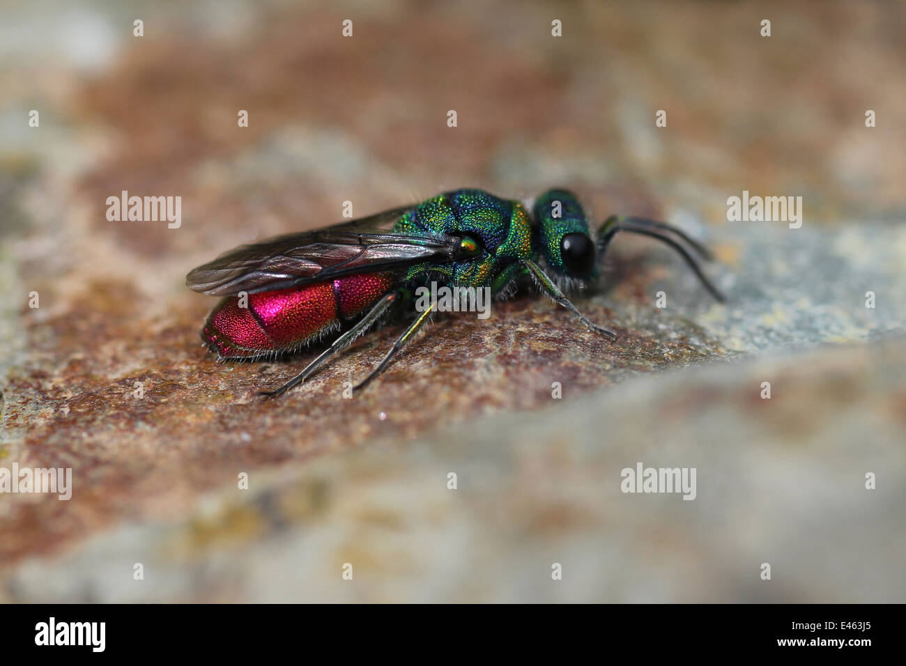 Ruby-tailed Wasp Chrysis ignita Stock Photo - Alamy
