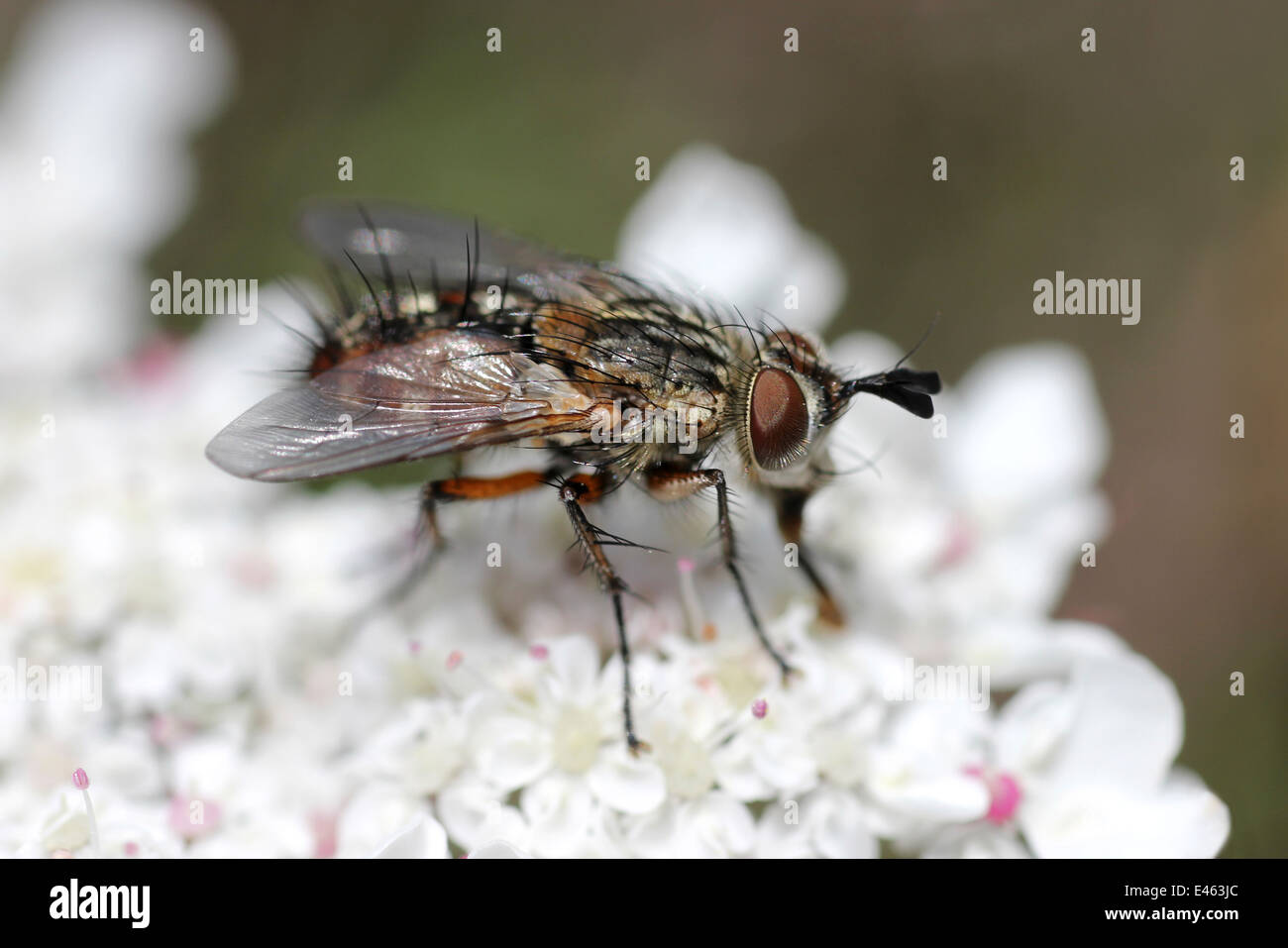 Uk british flies diptera insect insects hi-res stock photography and ...