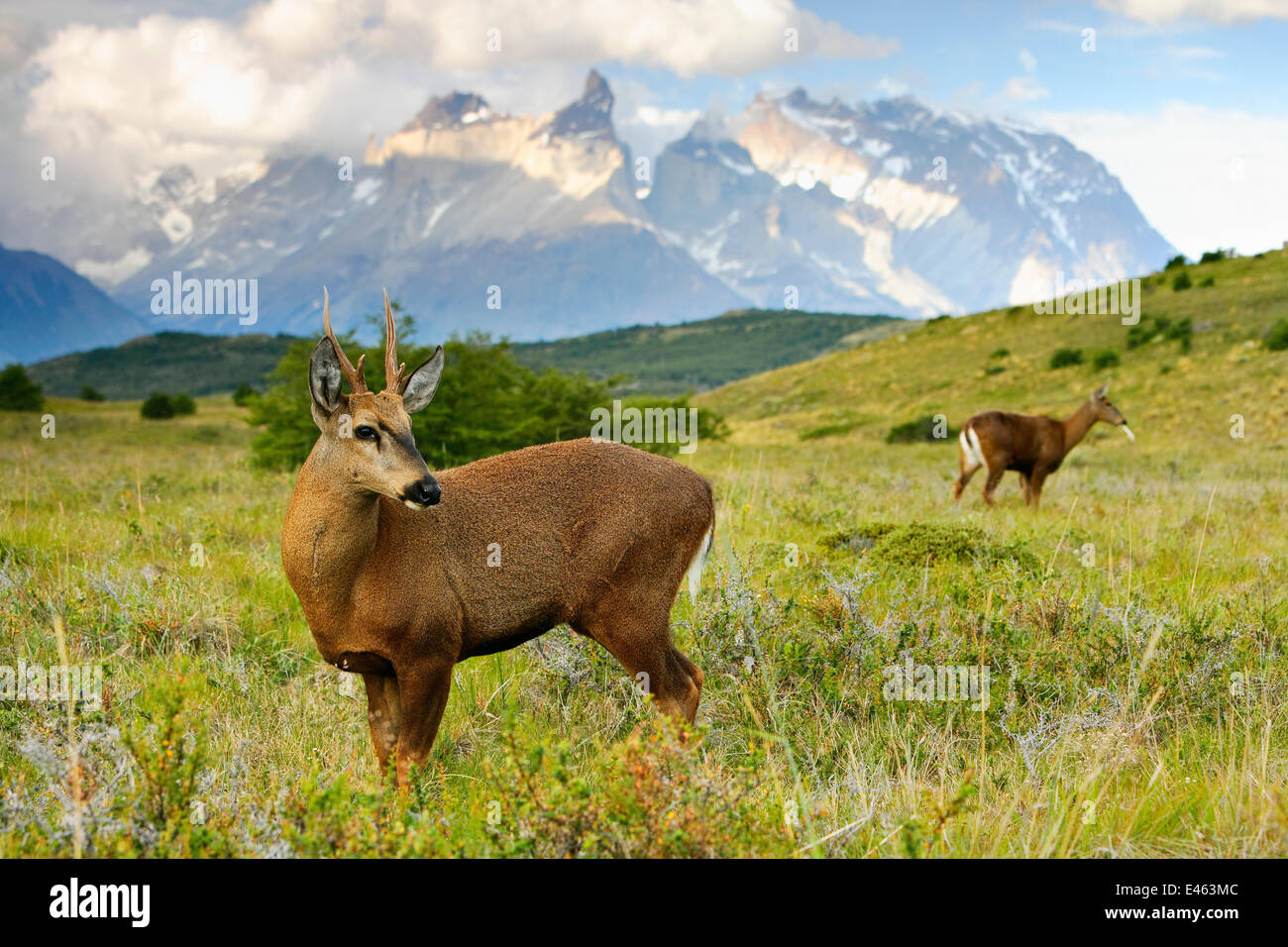 Huemul chile hi-res stock photography and images - Alamy