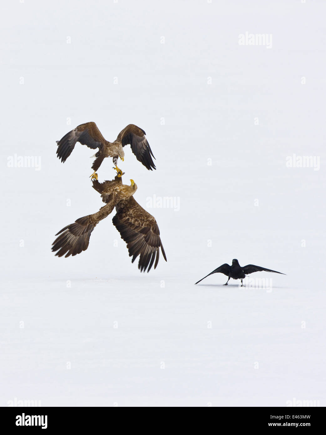 Pair of white tailed eagles hi-res stock photography and images - Alamy