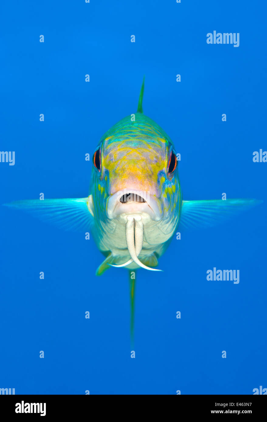 Yellow goatfish (Mulloidichthys martinicus) swimming above the reef ...