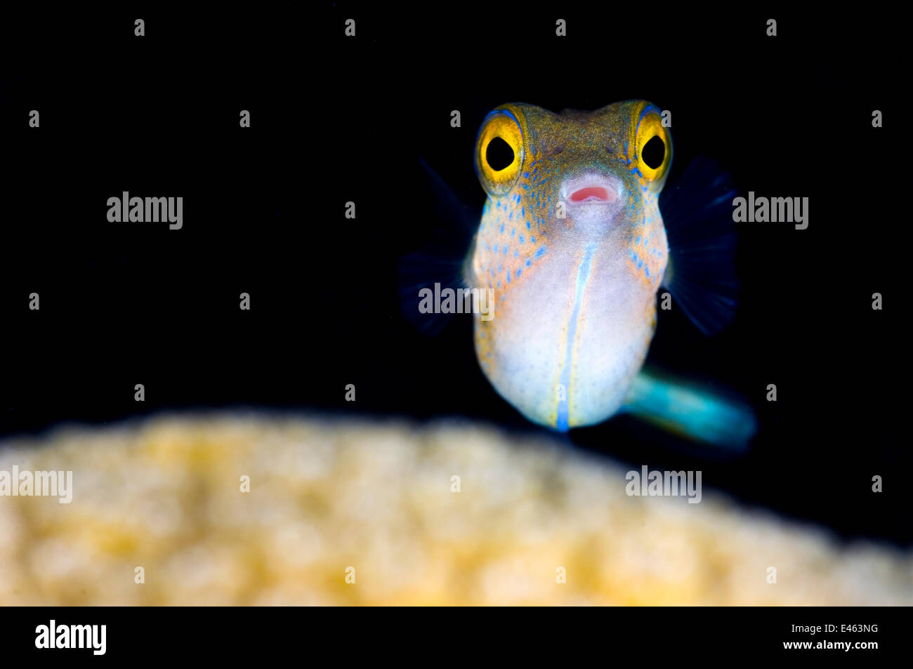 Sharpnose puffer (Canthigaster rostrata) portrait with the eyes ...