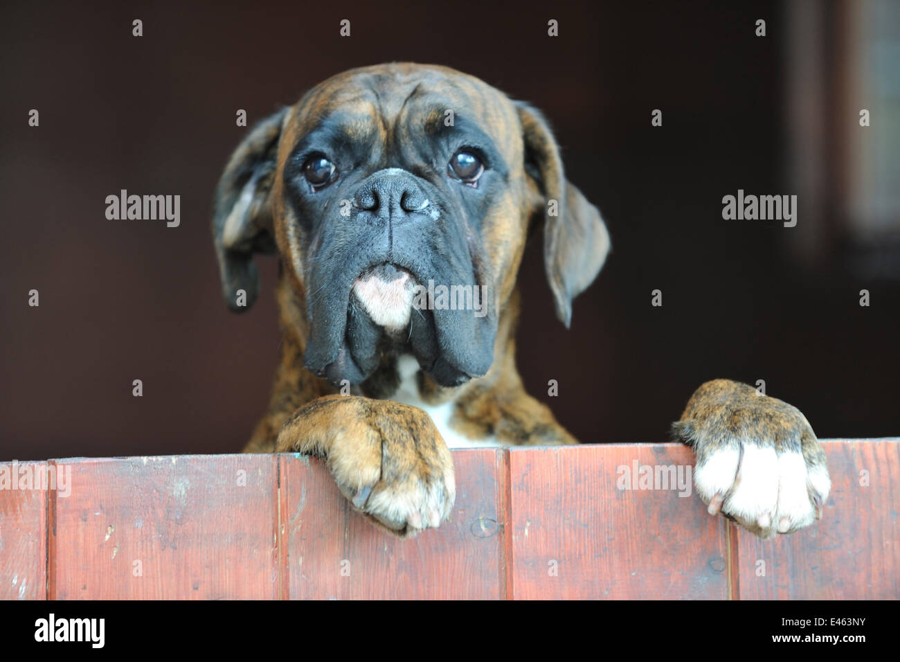 Boxer looking over closed door, standing on hind legs Stock Photo - Alamy