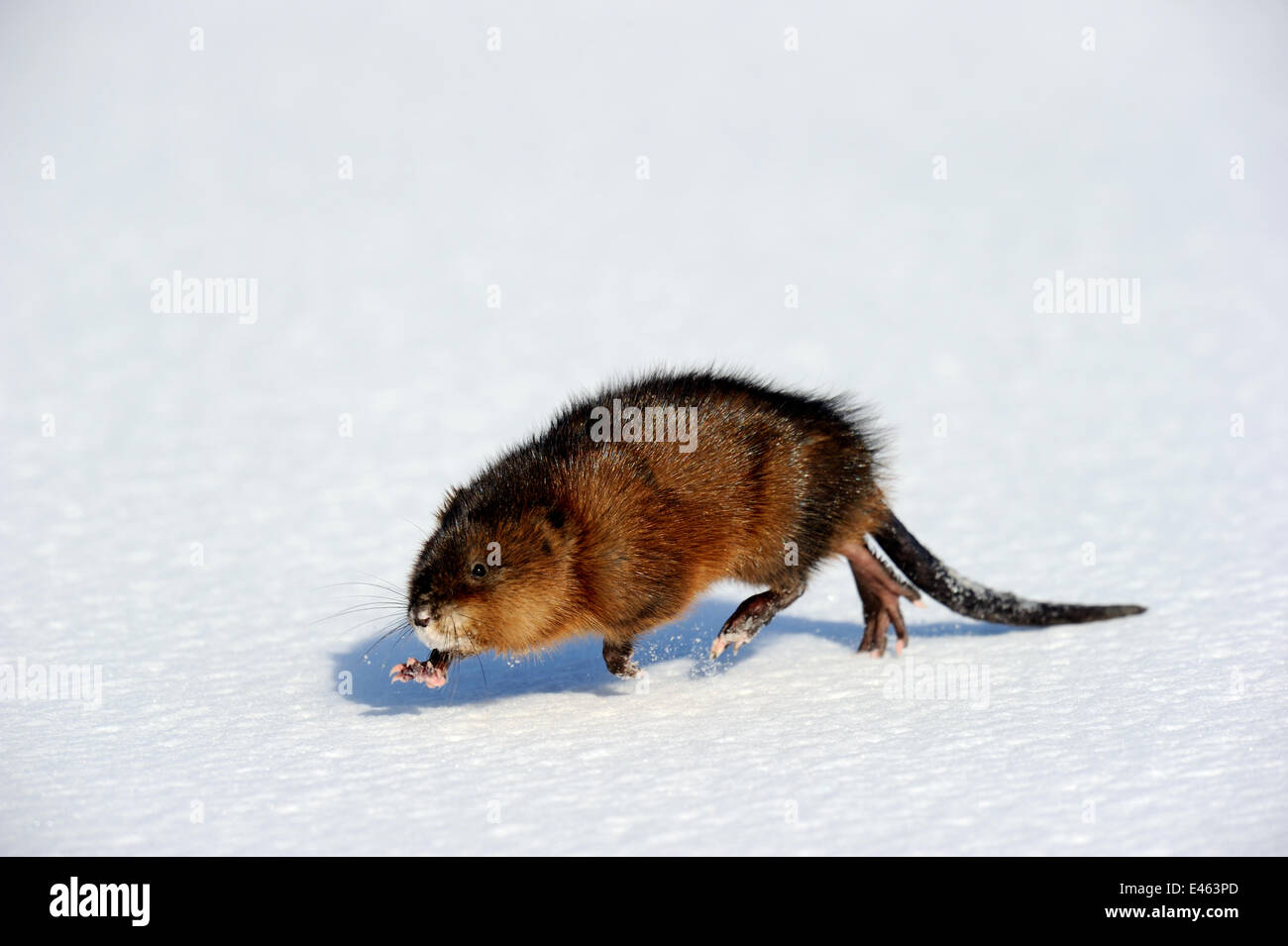 Muskrat (Ondatra zibethicus) walking on snow, Quebec, Canada Stock ...
