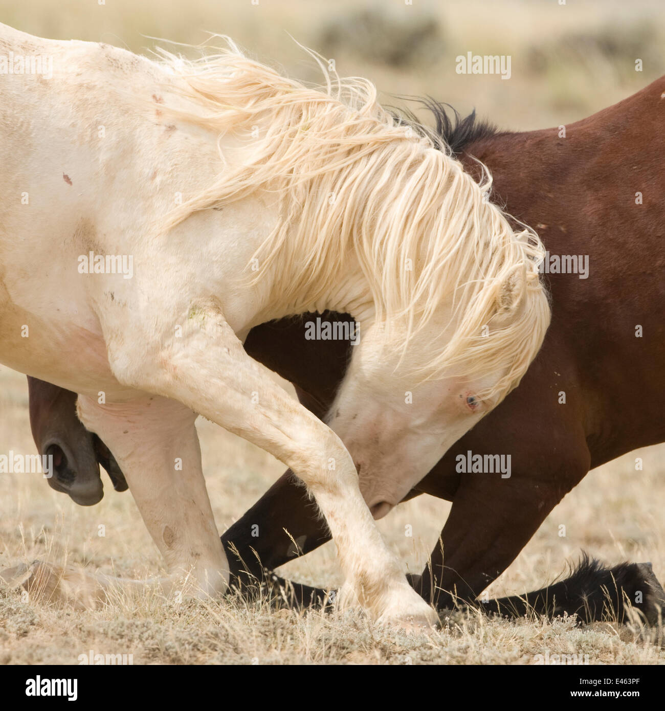 Second horses hi-res stock photography and images - Alamy