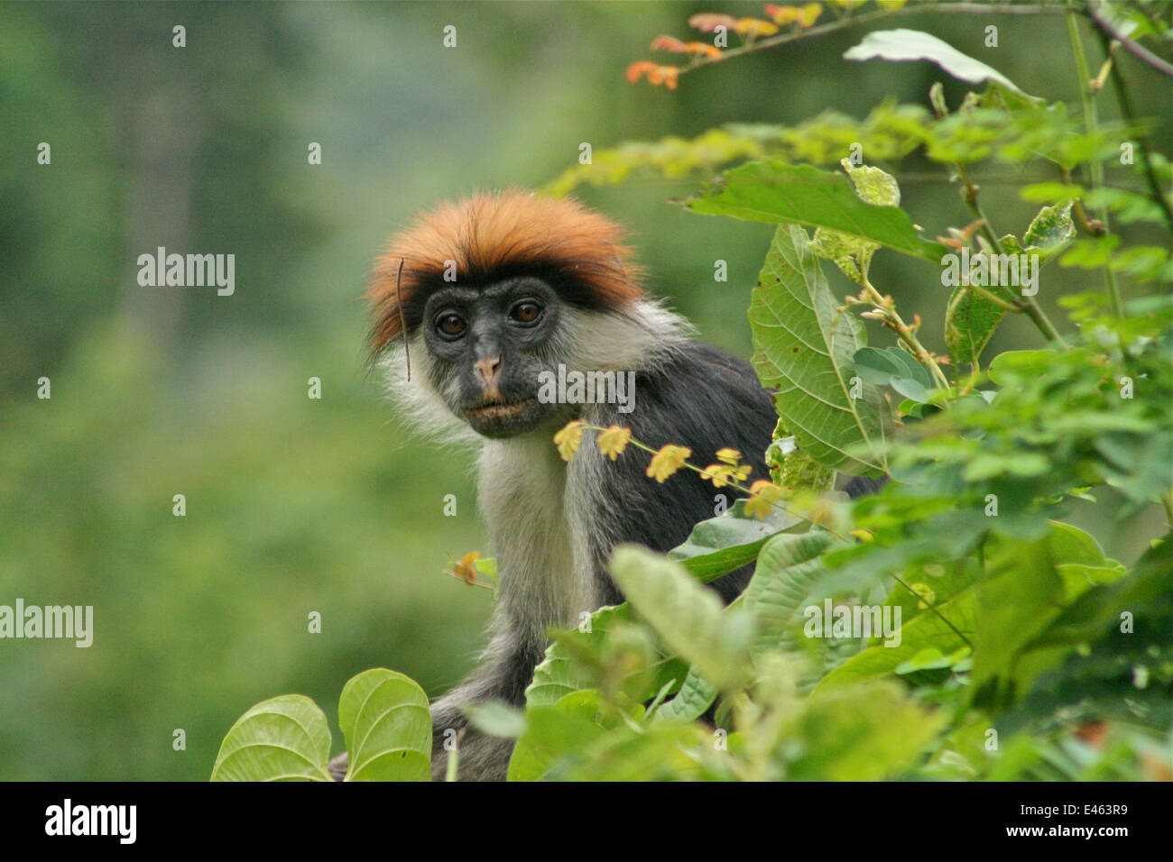 Udzungwa red colobus monkey hi-res stock photography and images - Alamy