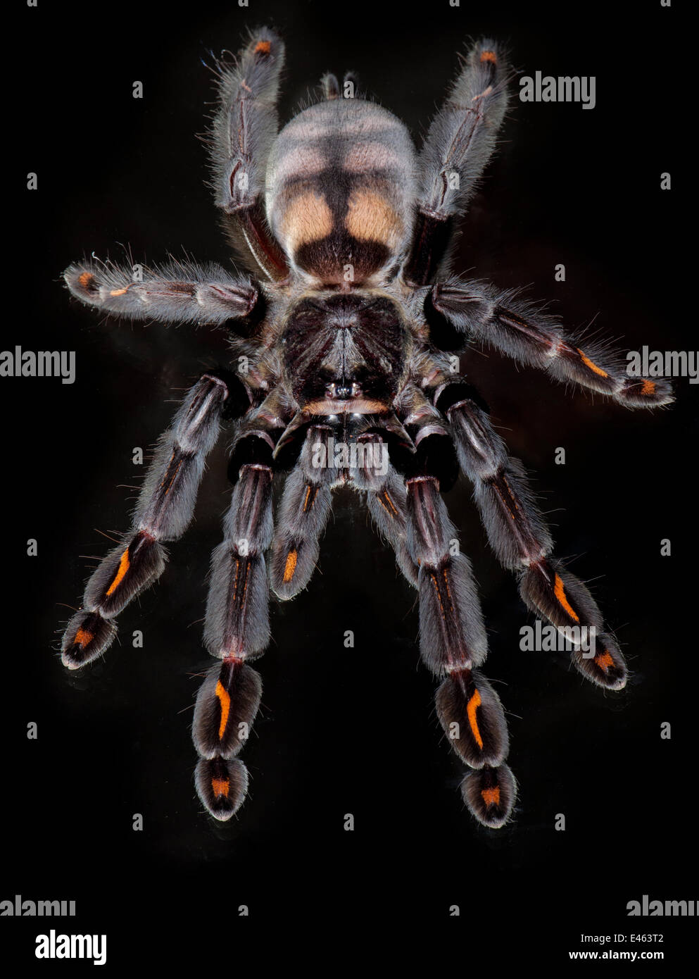 Venezuelan Sun Tiger Tarantula / Devil tree spider (Psalmopoeus irminia ...