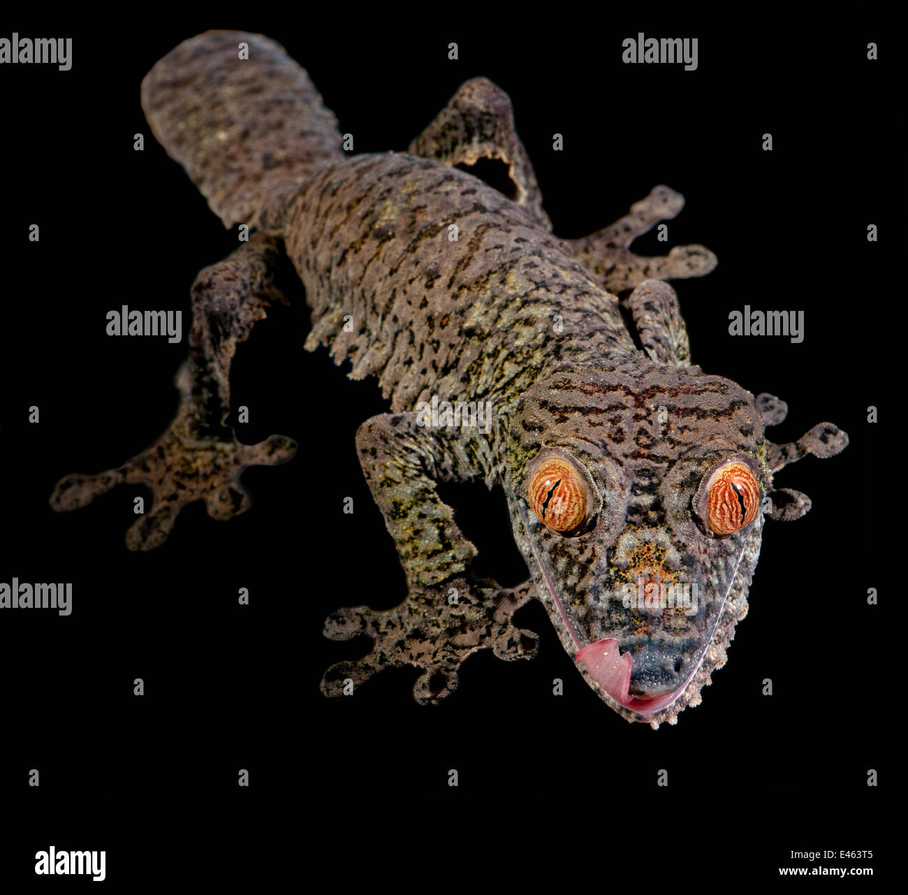 Common leaf tail gecko hi-res stock photography and images - Alamy