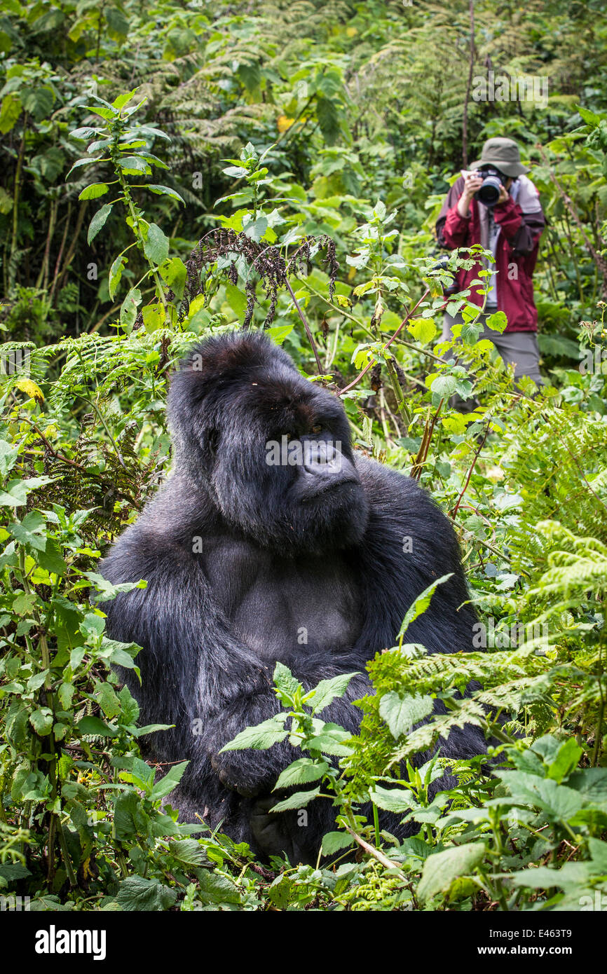 Mountain gorilla silverback, male called Munyinya, (Gorilla beringei ...