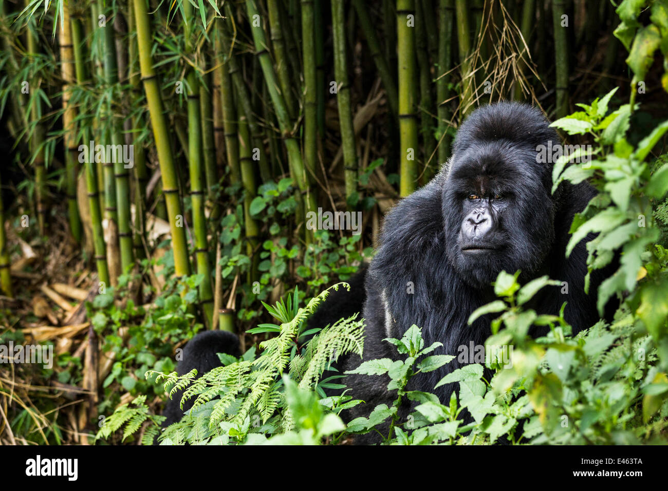 Silverback Mountain gorilla (Gorilla beringei) in the bamboo forest ...