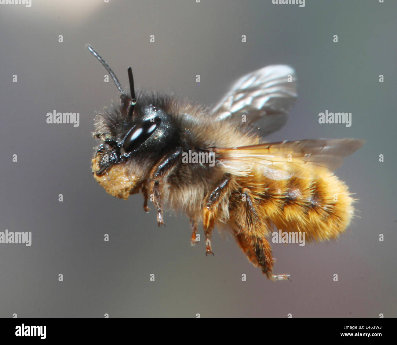Red mason bee (Osmia rufa) female in flight carrying mud to nest ...
