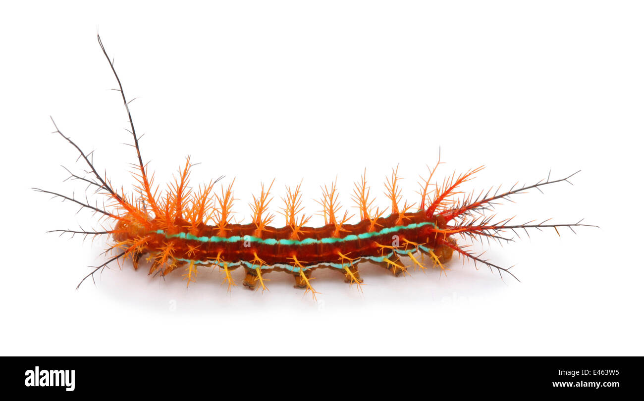 Stinging insects hi-res stock photography and images - Alamy