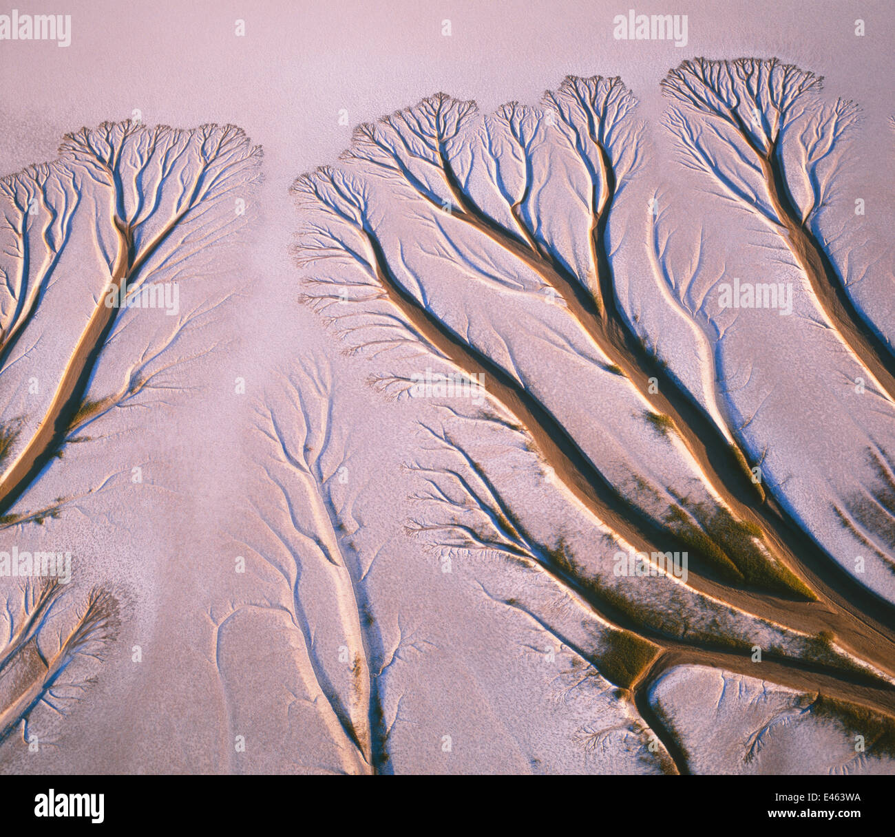 Colorado river delta habitat hi-res stock photography and images - Alamy