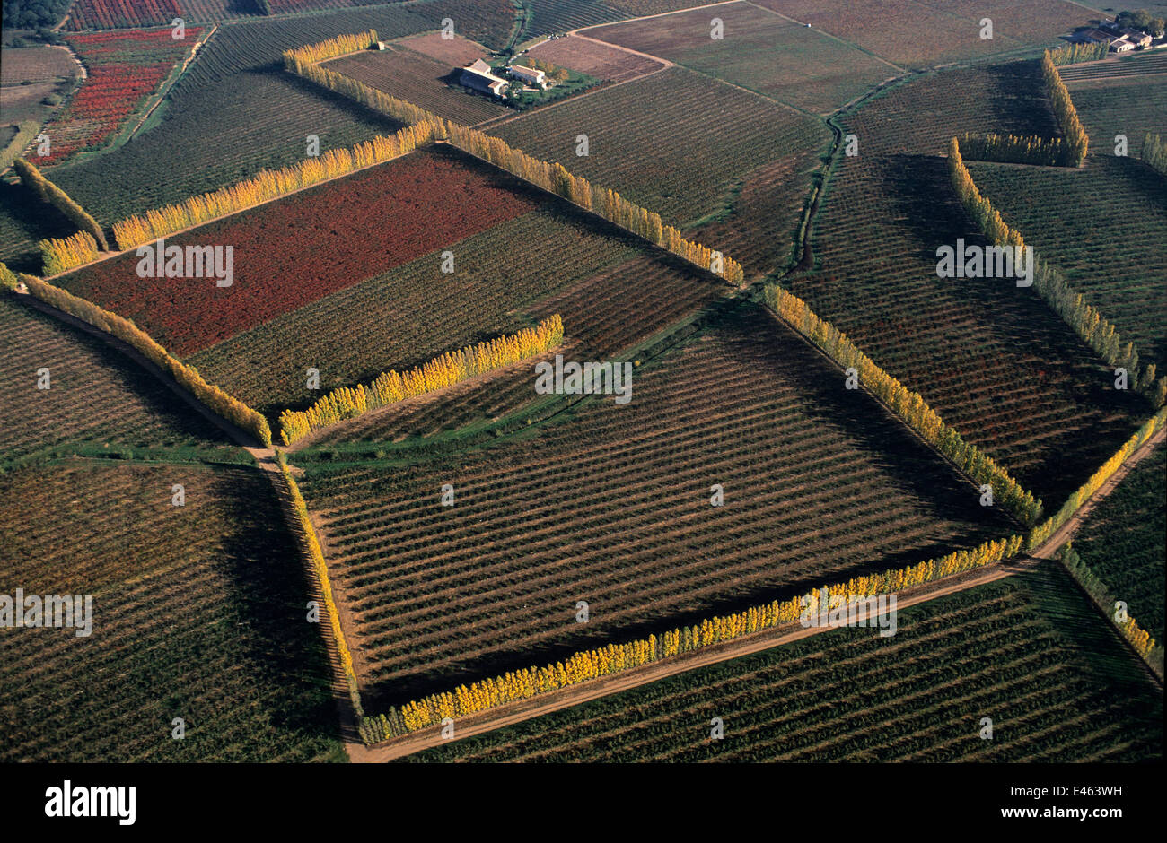 Aerial view of vineyards and fruit trees edged with Italian poplar ...