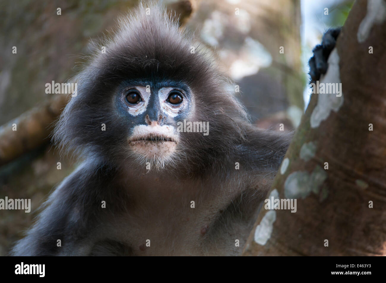 Phayre's Leaf Monkey ( Trachypithecus phayrei) portrait. Sepahijala ...