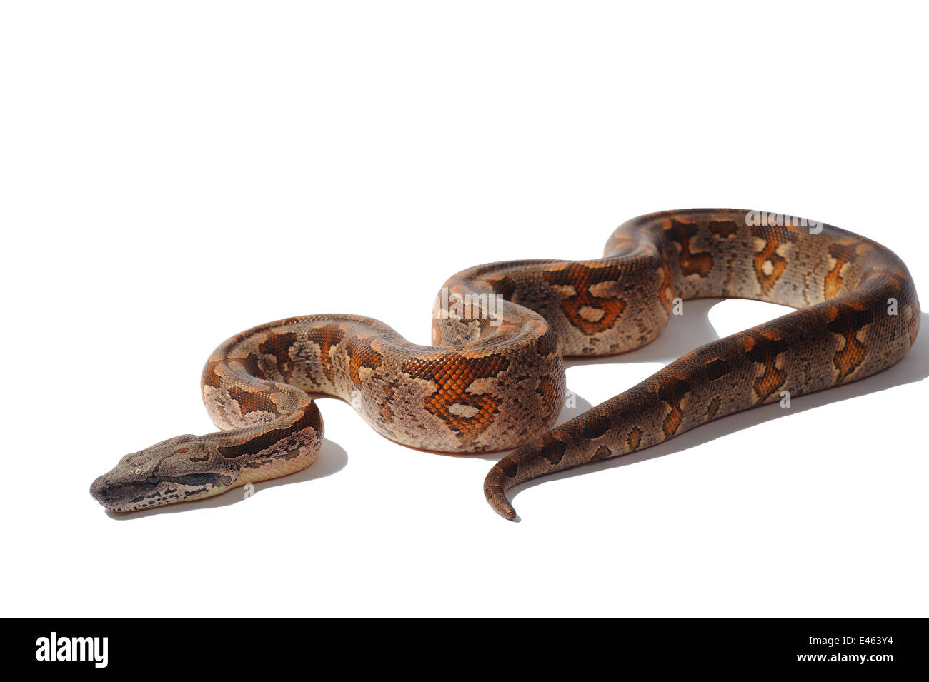 Dumeril's Ground Boa (Acrantophis dumerili) against white background ...