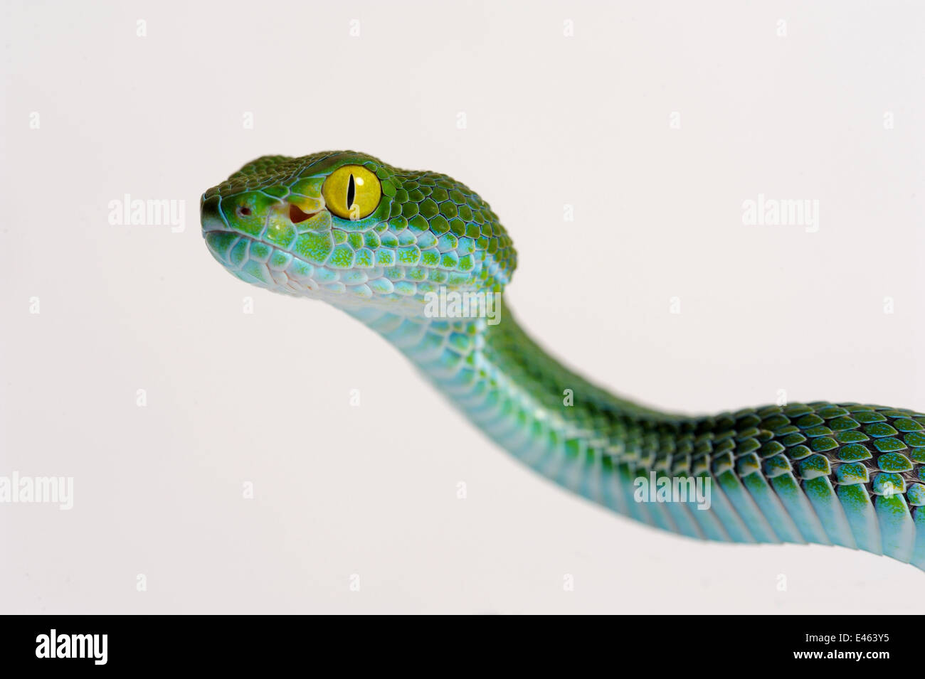 Kramers pit vipers hi-res stock photography and images - Alamy