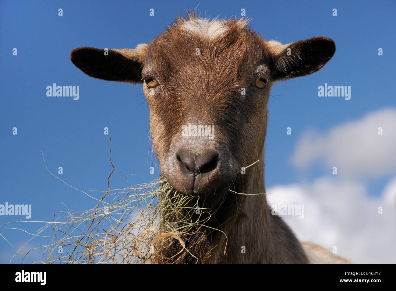 Goat chewing hi-res stock photography and images - Alamy