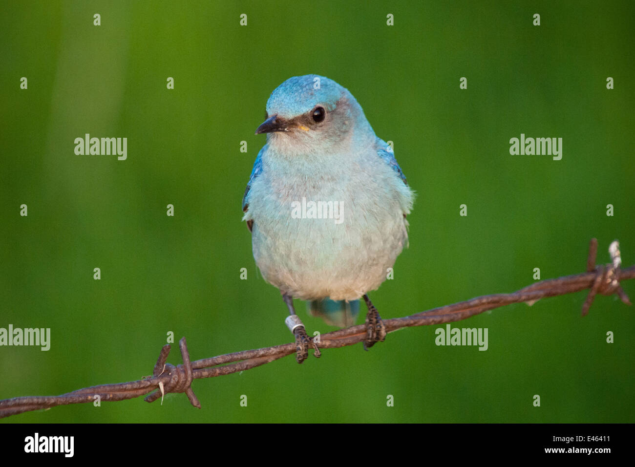 A brilliant, azure blue male Mountain Bluebird (Sialia currucoides ...