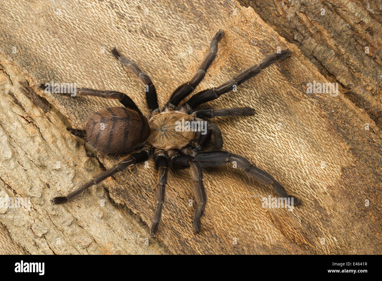 INDIAN VIOLET TARANTULA, Chilobrachyus fimbriatus, COMMON, Wilderness ...
