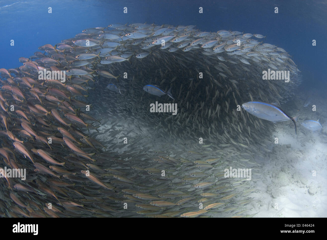 Bar Jack (Caranx ruber) predating a dense school of Scad fish / Horse ...
