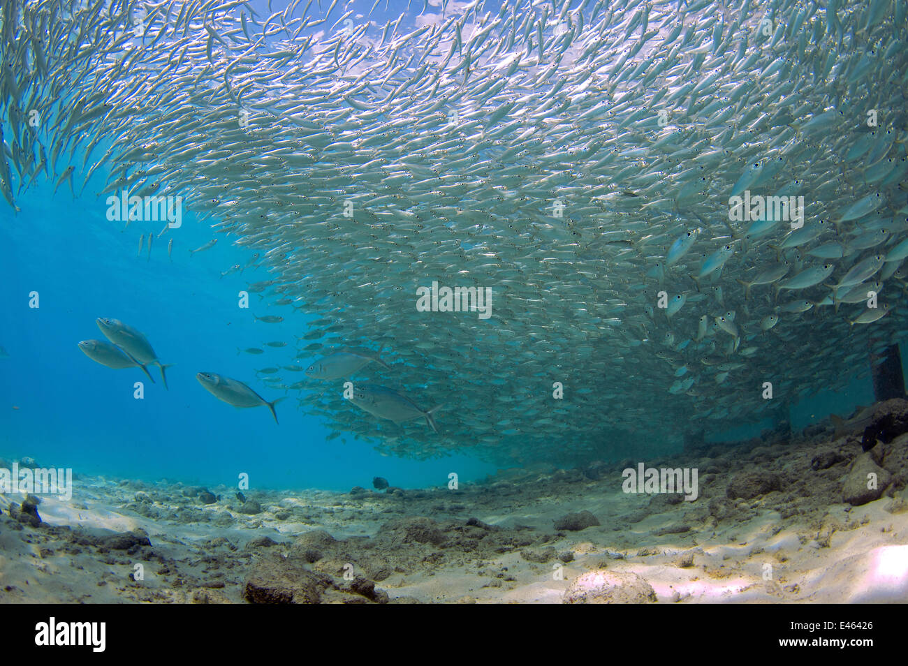 Bar Jack (Caranx ruber) predating dense school of Scad fish / Horse ...