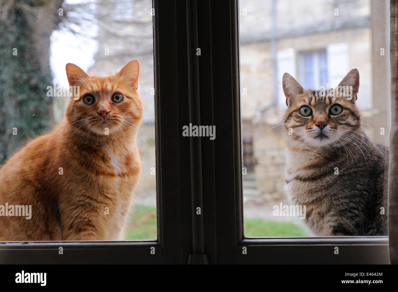 Two Domestic cats outdoors looking in through window, France Stock ...