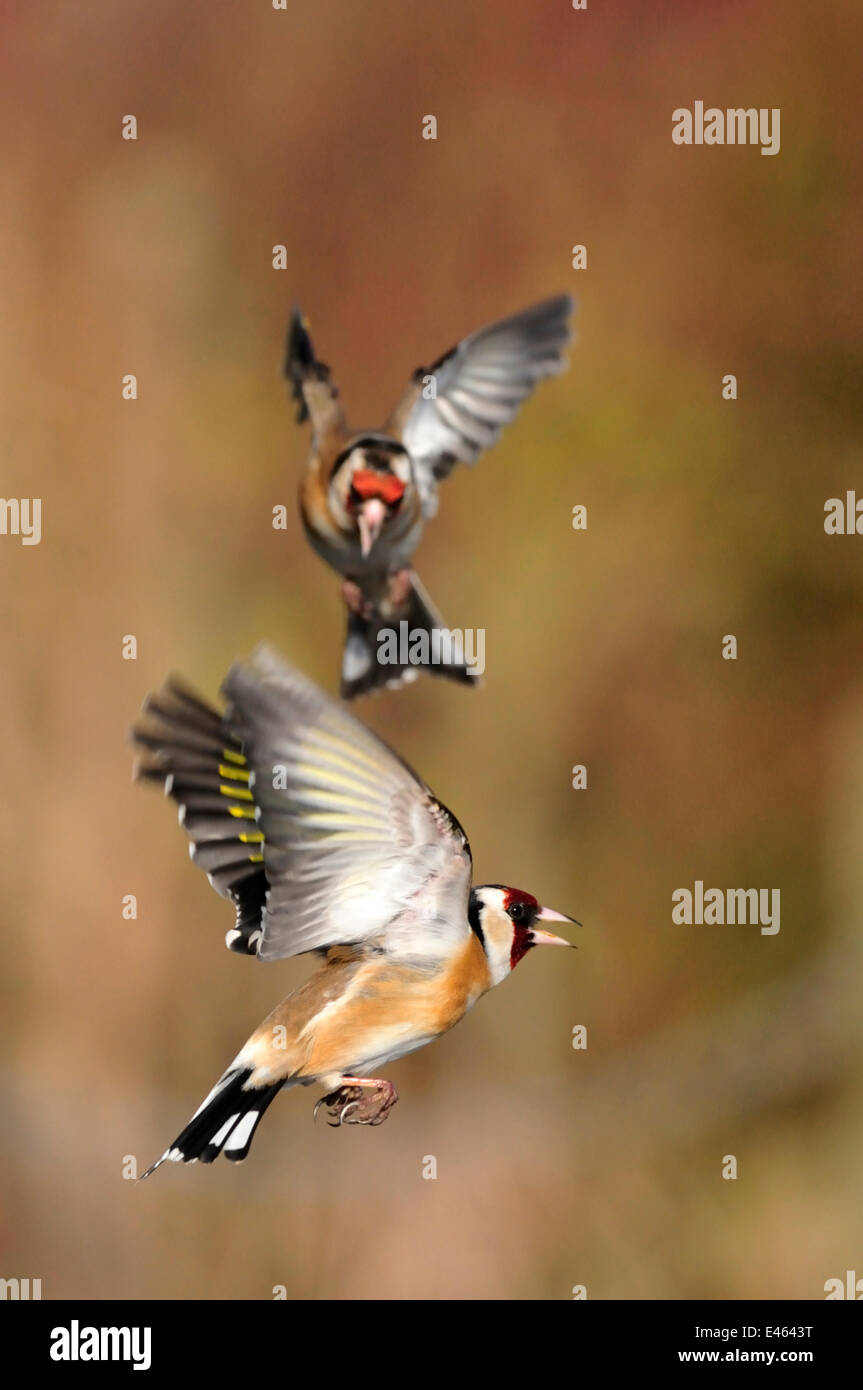 Goldfinches fighting hi-res stock photography and images - Alamy